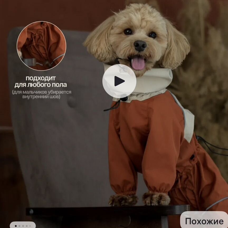Одежда для собак