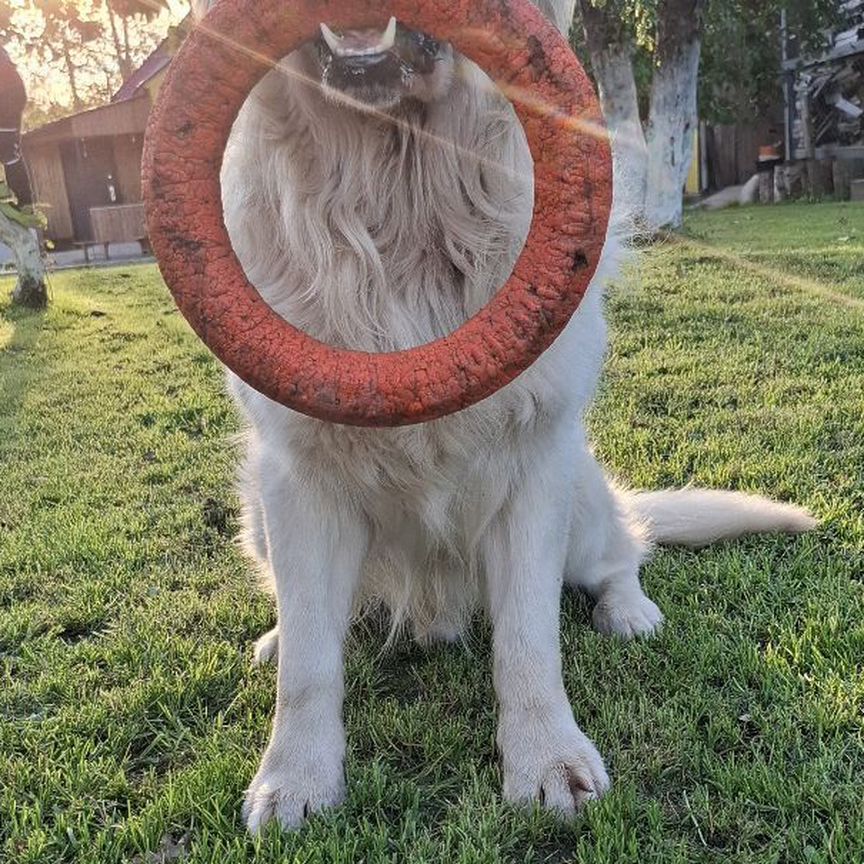 Золотистый ретривер, взрослый пёс
