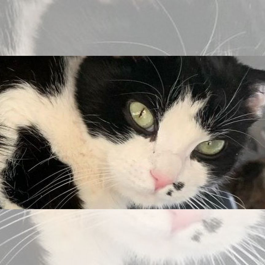 Ручной котенок Микуша