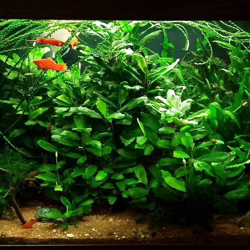 Буцефаландра обмен