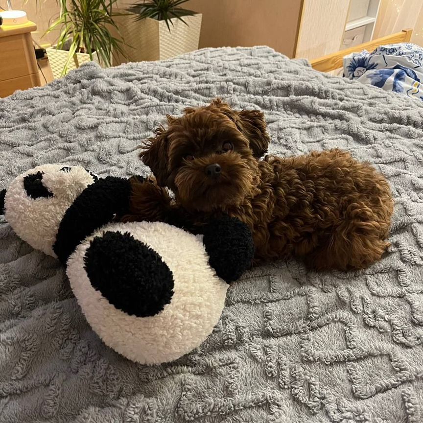 Вязка мальтипу