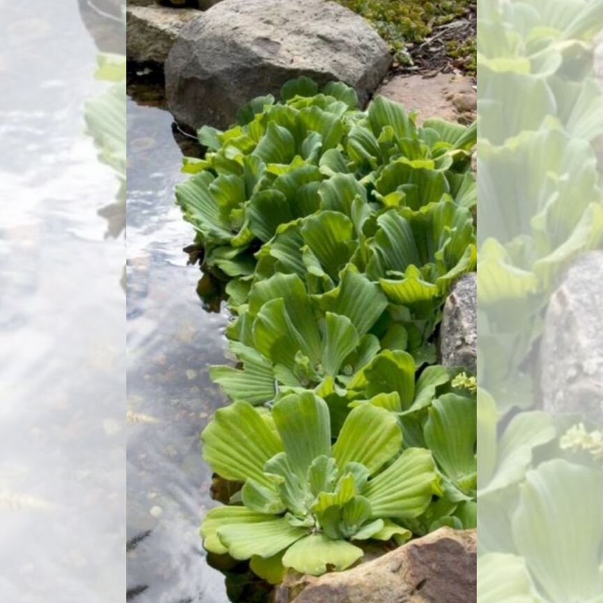 Эйхорния и пистия