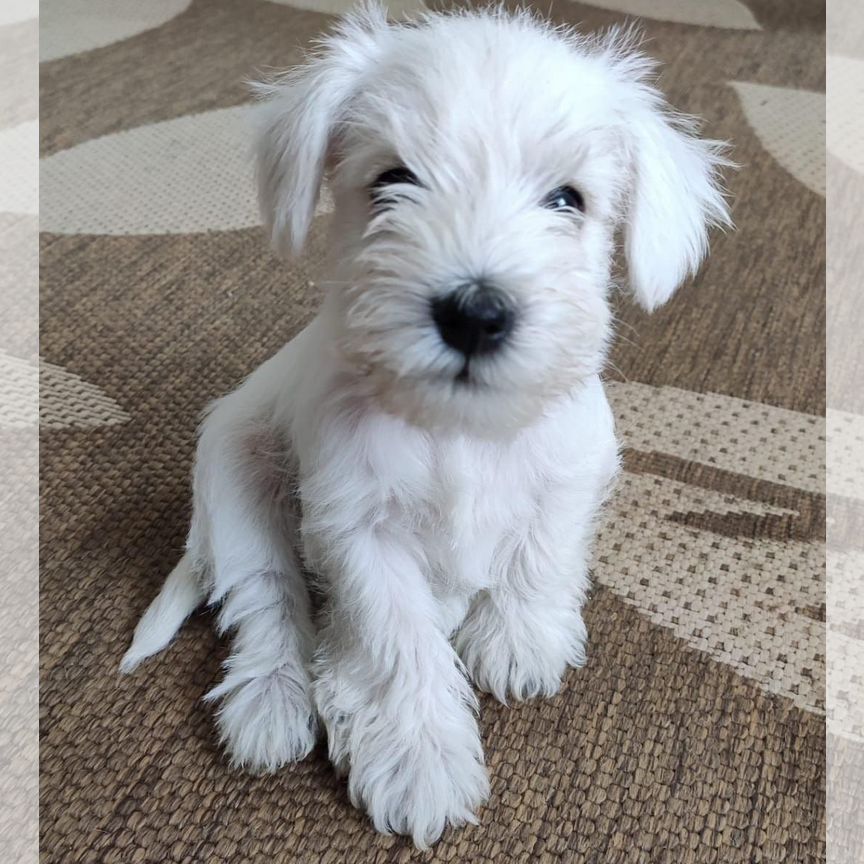 Цвергшнауцер, щенок