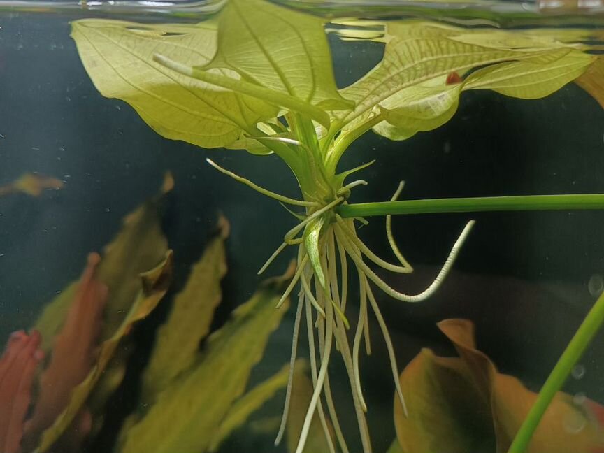 Эхинодорус