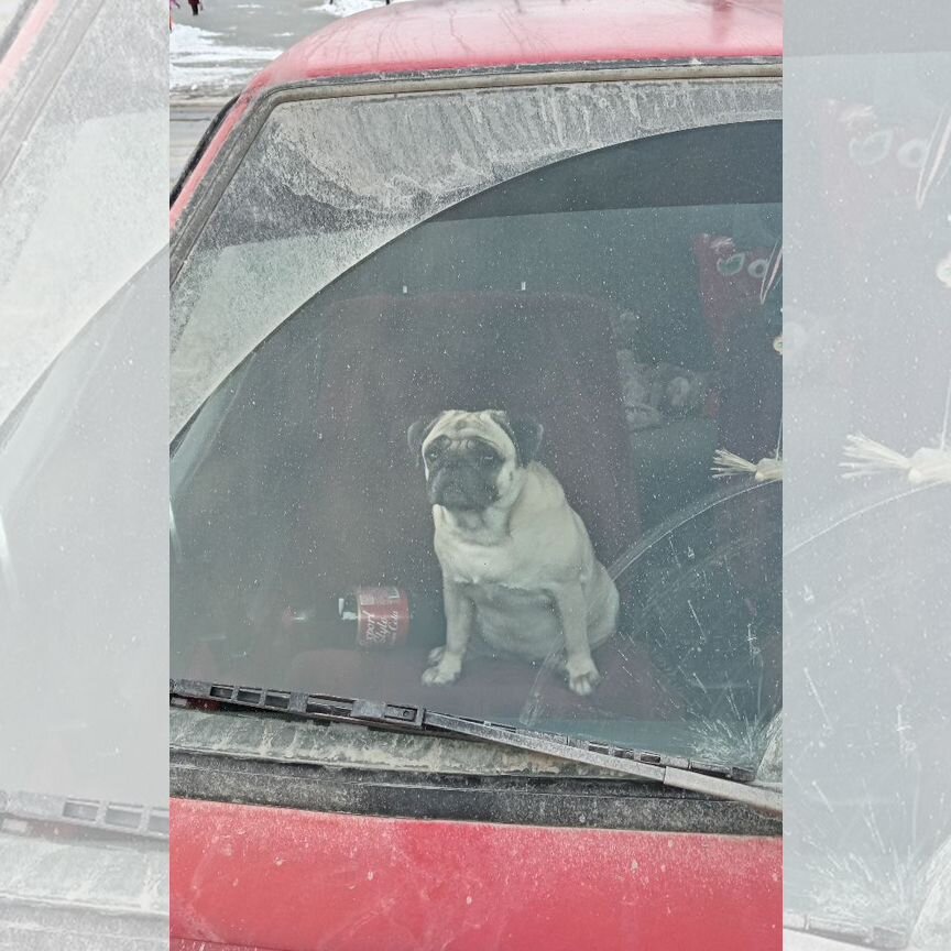 Мопс