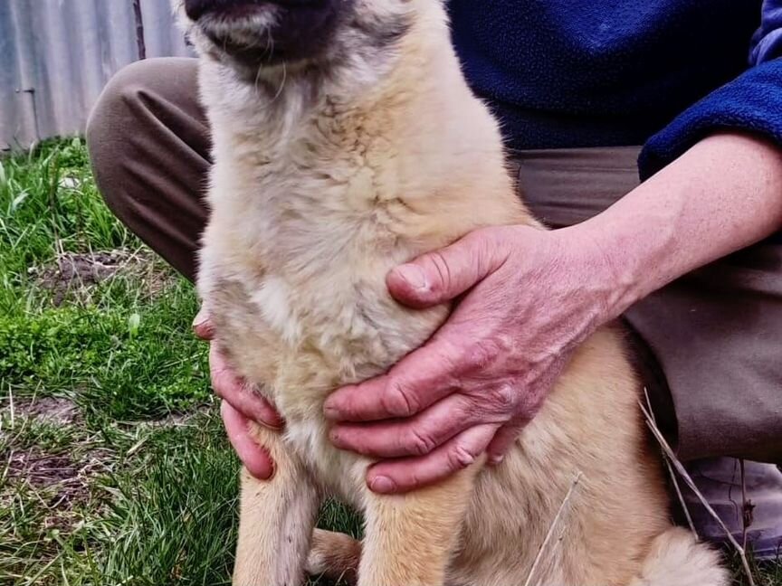Щенки помесь кавказской овчарки