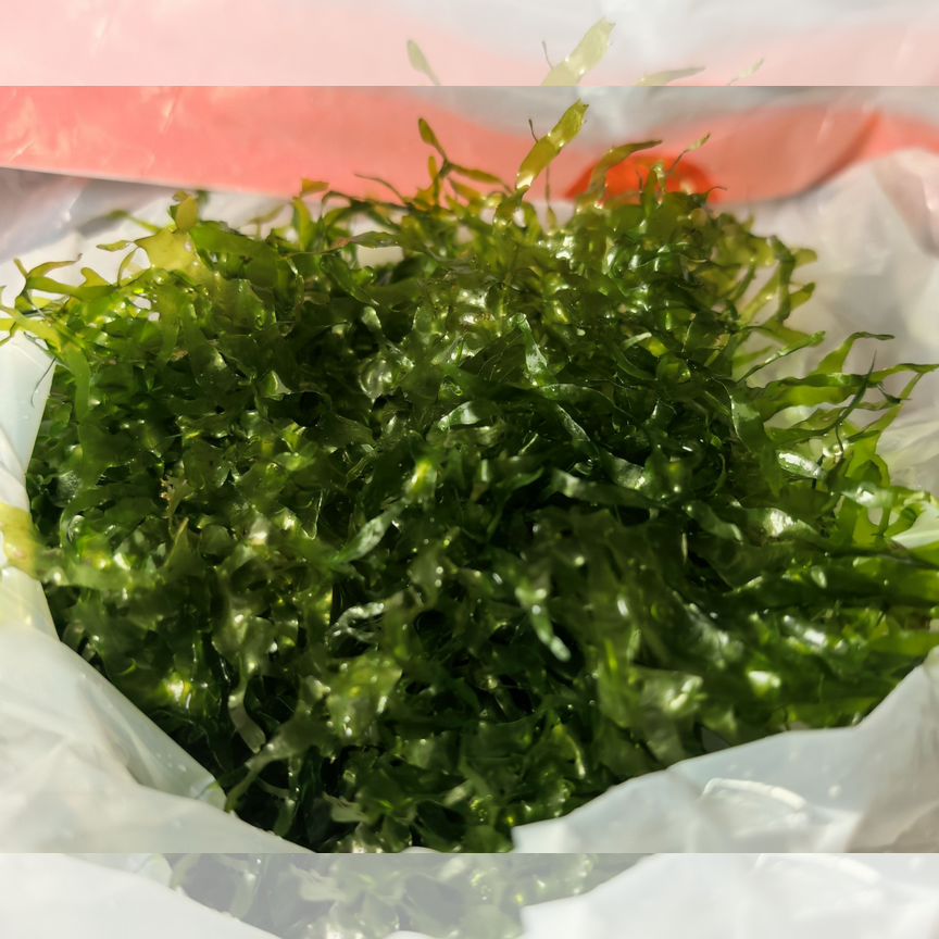 Мох/папоротник/ ломариопсис большая порция