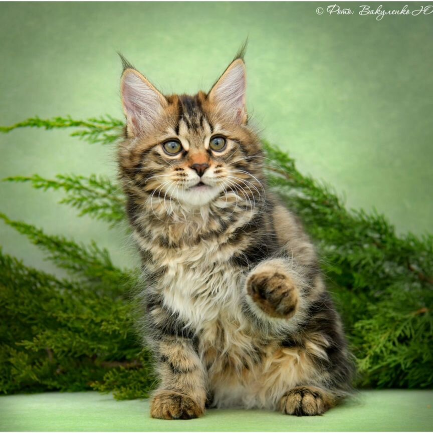 Котенок курильский бобтейл Руссич