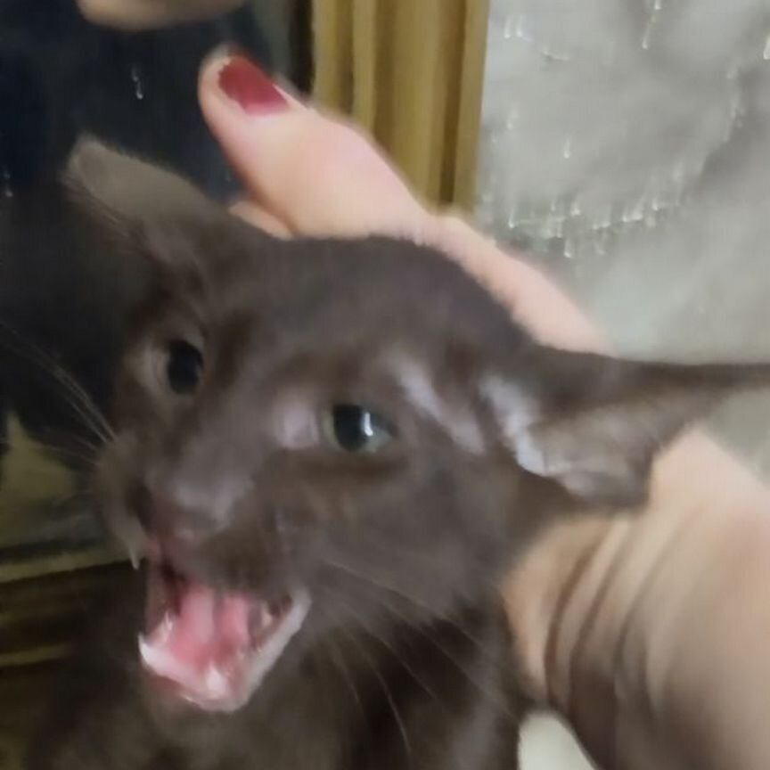 Котенок. Мальчик