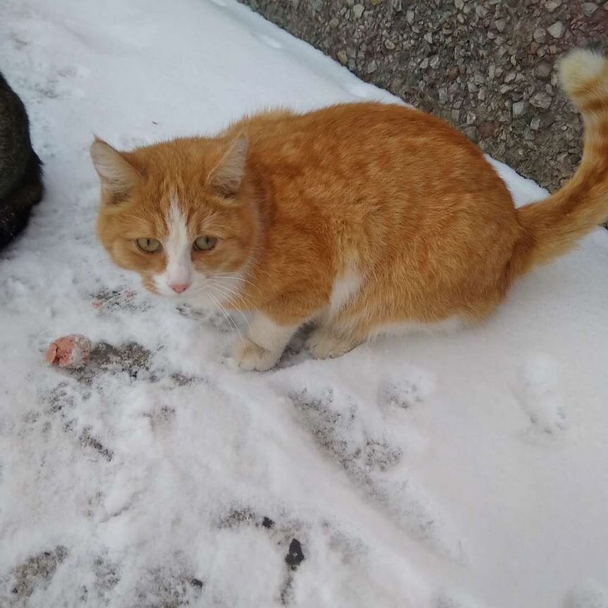Кастрированный котик