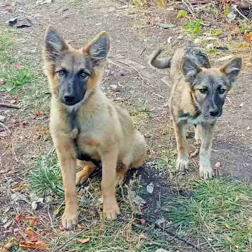 Щенки овчарята