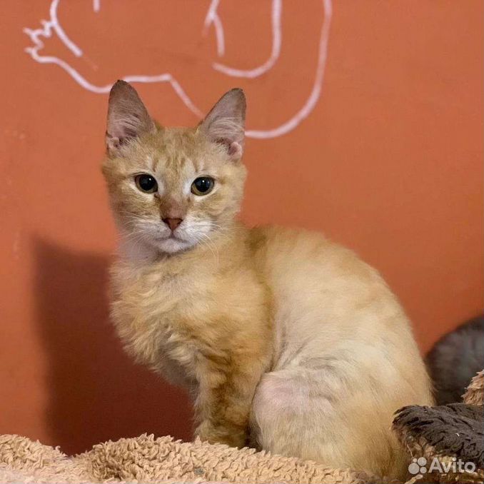 Санни ищет дом