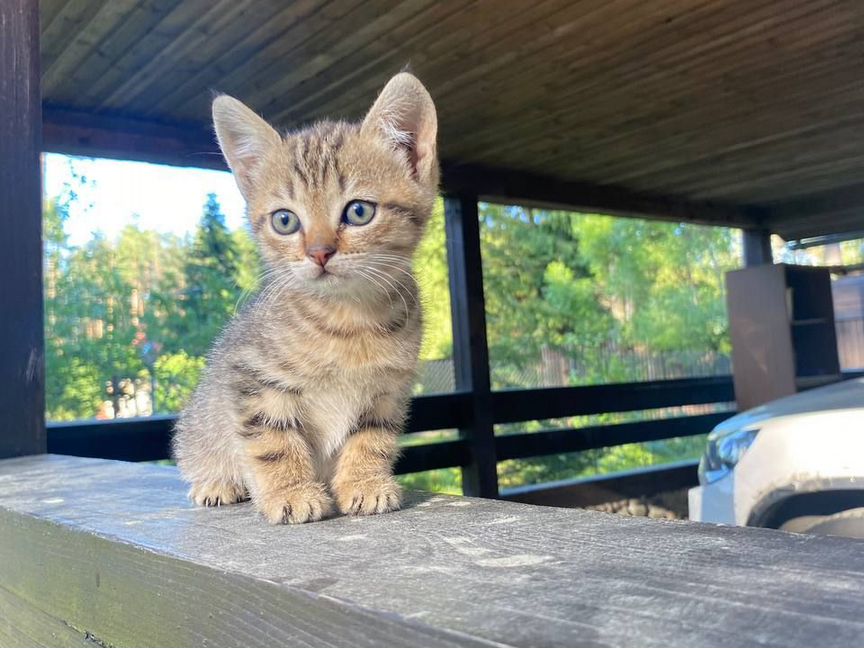 Котенок девочка