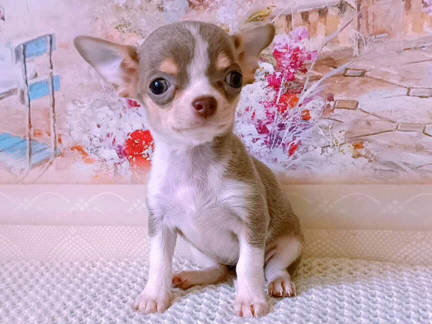 Невероятная красавица mini