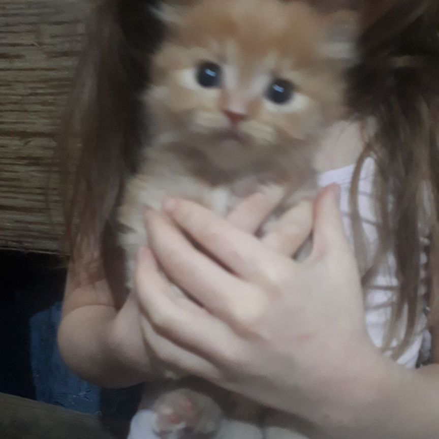 Котенок 1месяц мальчик