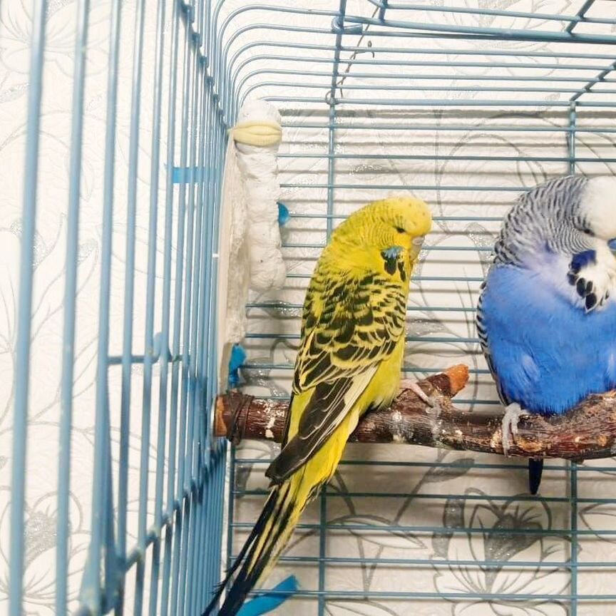 Попугай чех