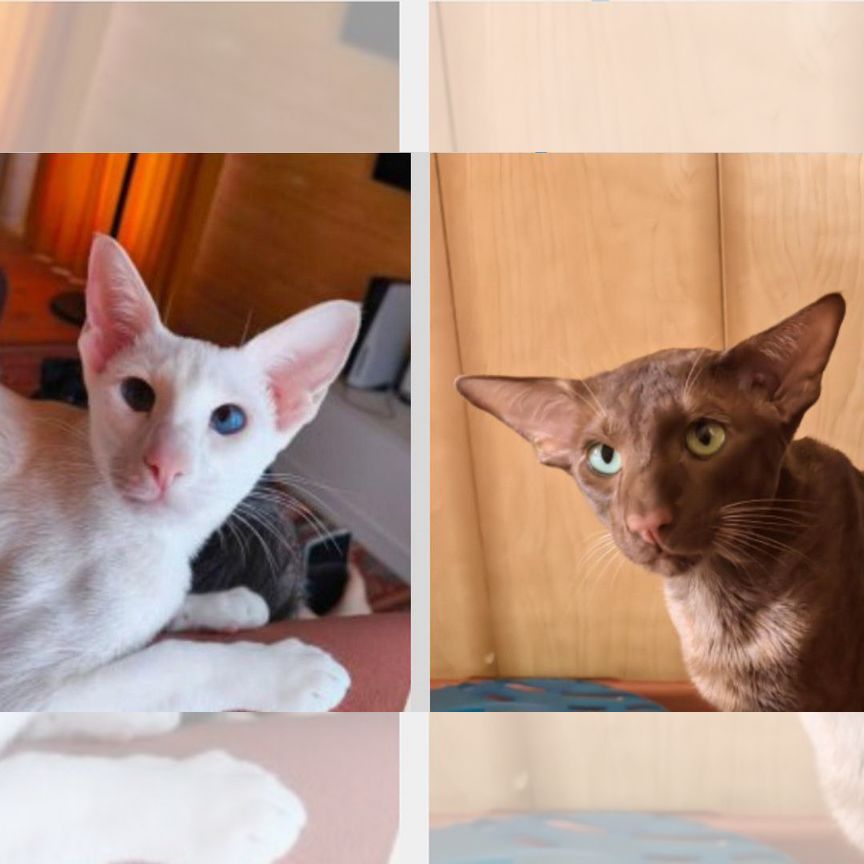 Ориентальный котёнок