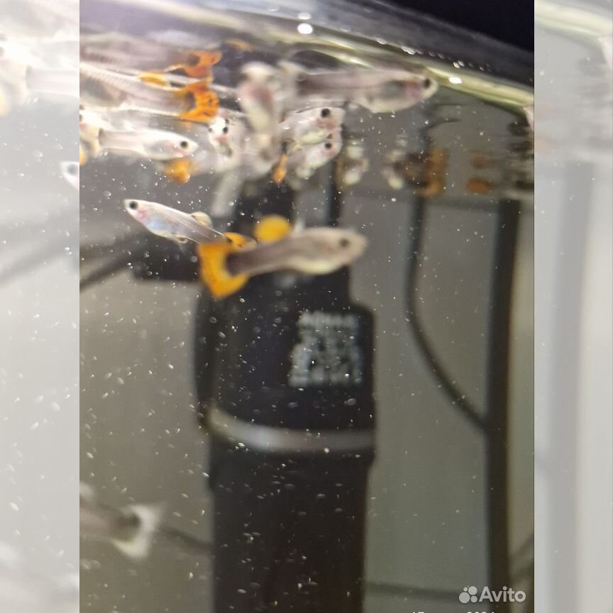 Мальки гуппи 2 месяца