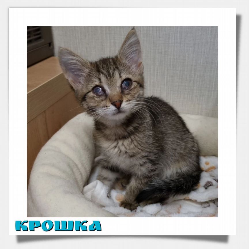Котенок