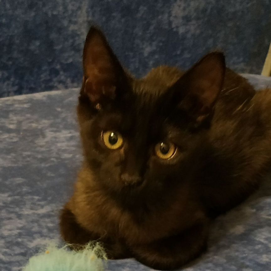 Котенок мальчик