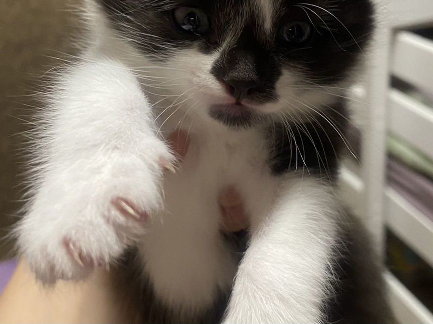Котенок от ловчей кошки
