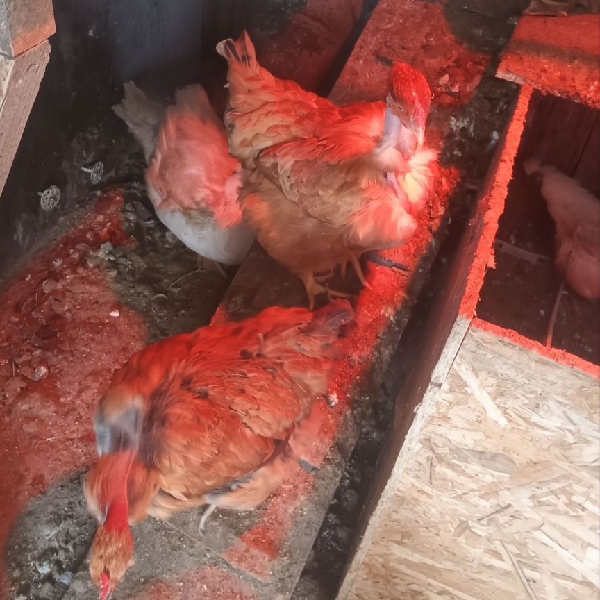 Индоутка мускусная утка