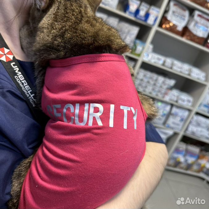 Кошка Фанни