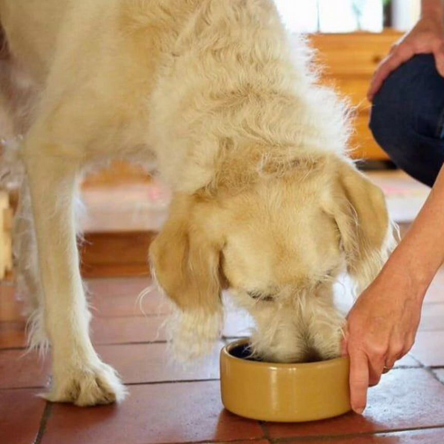 Корм для собак