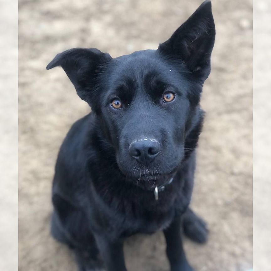 Щенок в добрые руки