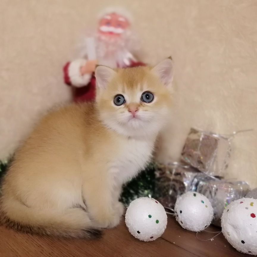 Британский короткошёрстный котёнок