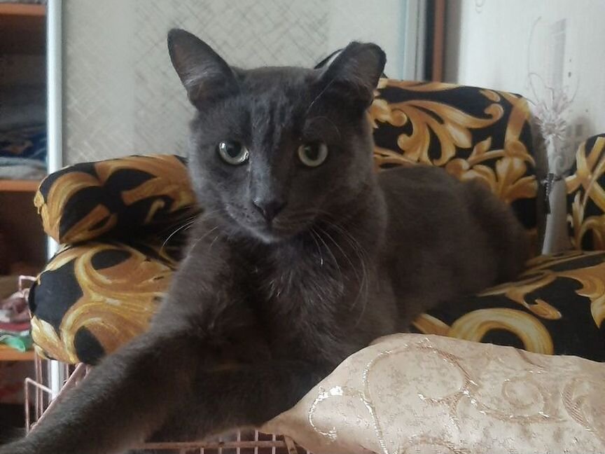 Кот в добрые руки