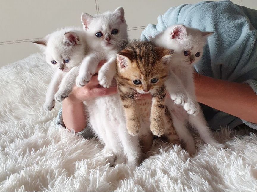 Британские котята