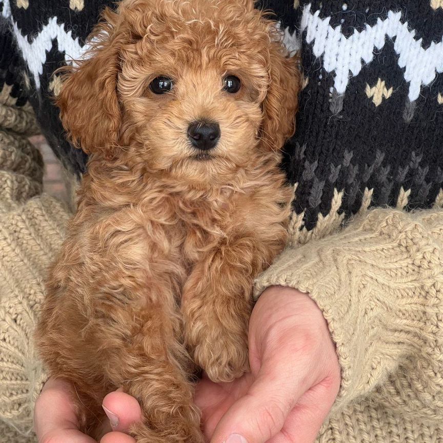 Мальтипу мальчик крем брюле