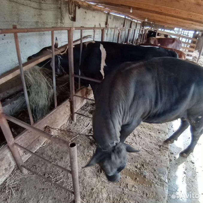 Быки, бычки быки на мясо