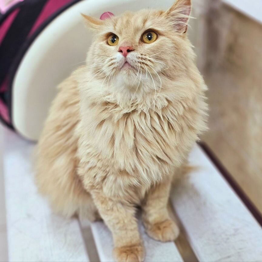 Кот Лисёнок Кастрирован, обратртан,привит,квартира