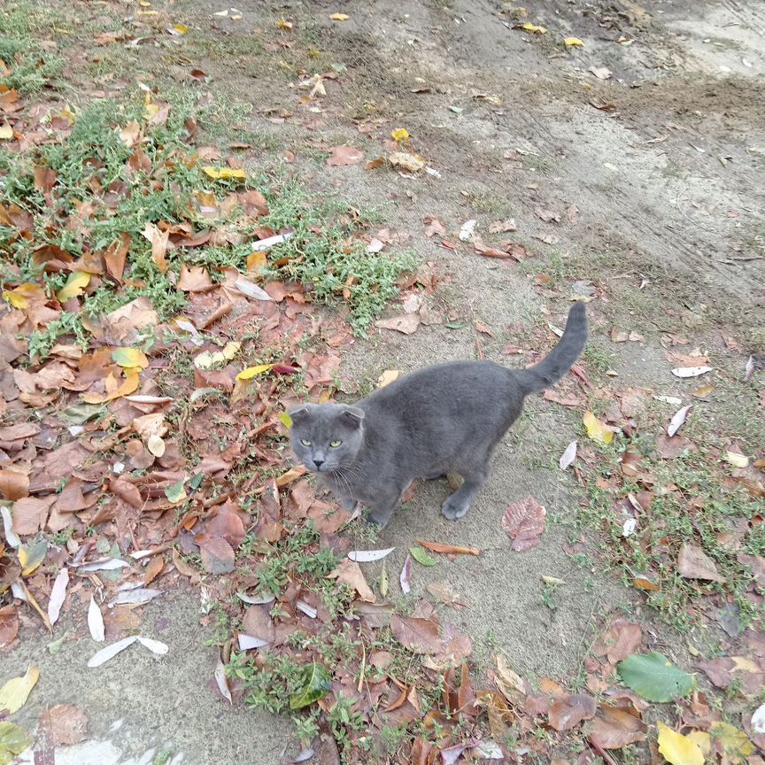 Британский кот