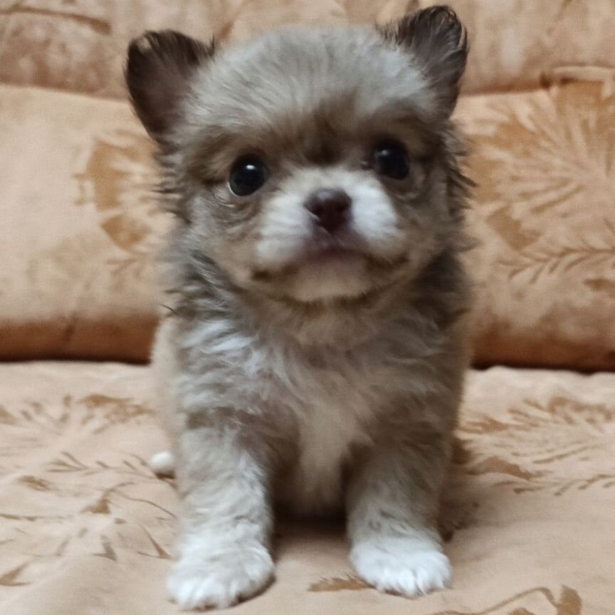 Чихуахуа, щенок