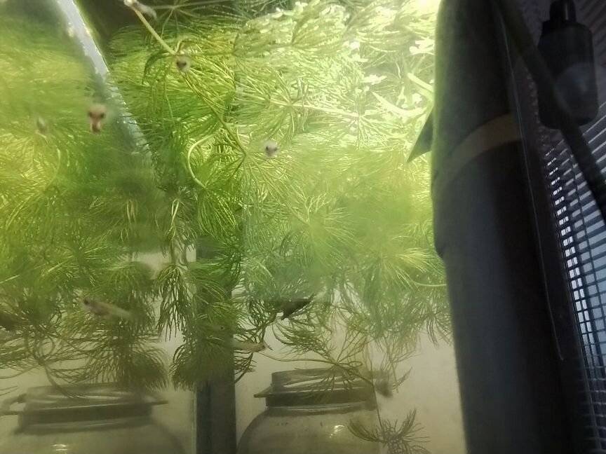 Живая рыба малек гуппи