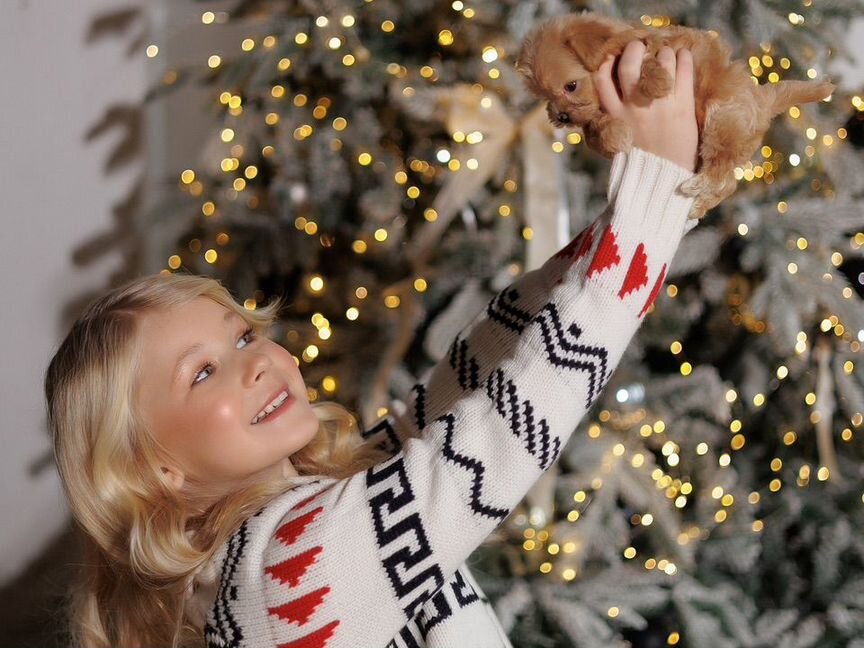Мальчик maltipoo mini f1