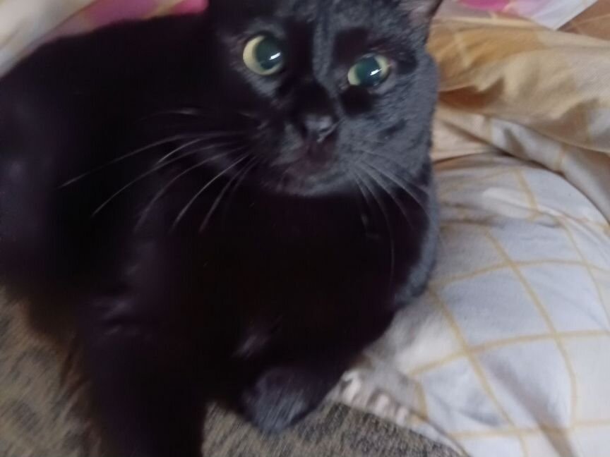 Кот - супер