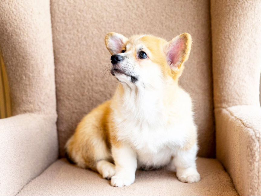 Вельш-корги пемброк