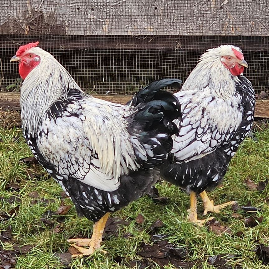 Петухи виандота порода красота