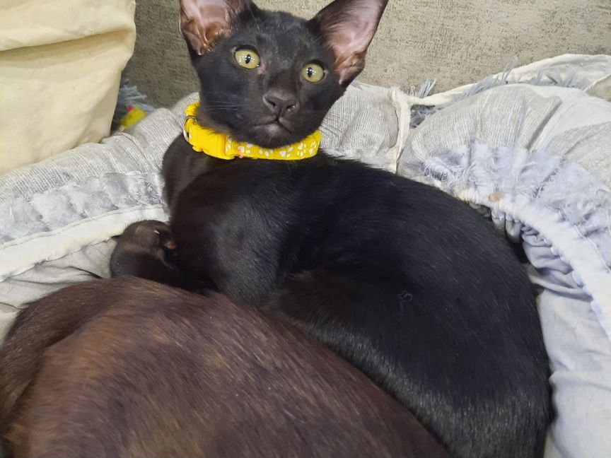 Ориентальная