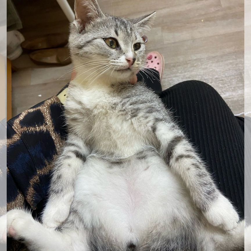 Кошечка в добрые руки