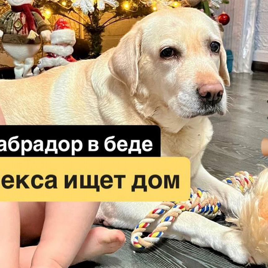 Взрослая собака в добрые руки