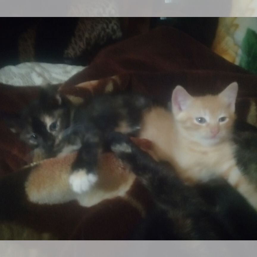 Котёнок в добрые руки