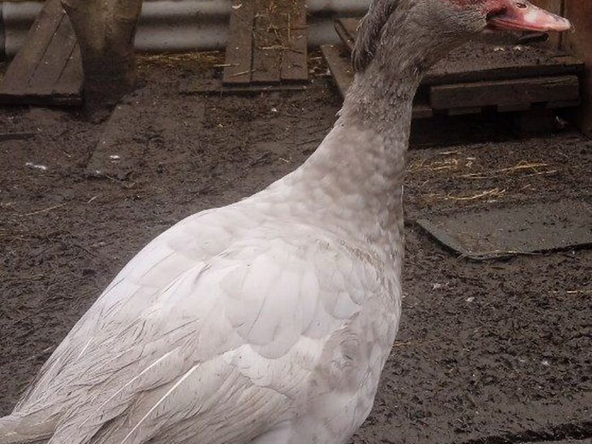 Продаются мускусные утки