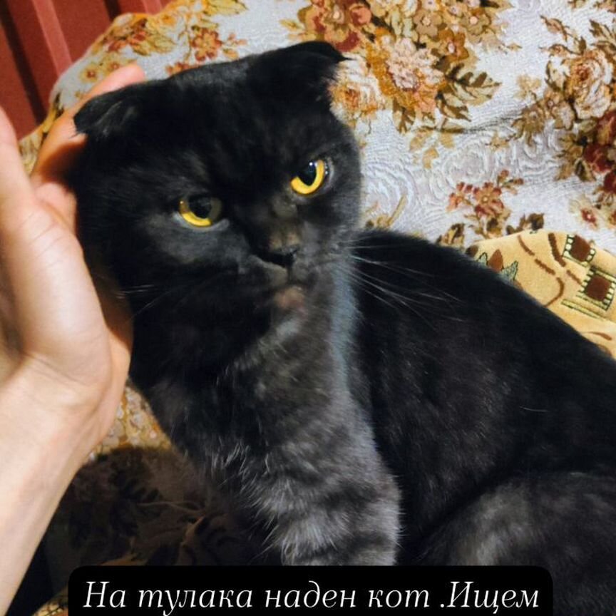 Шикарный вислоухий кот