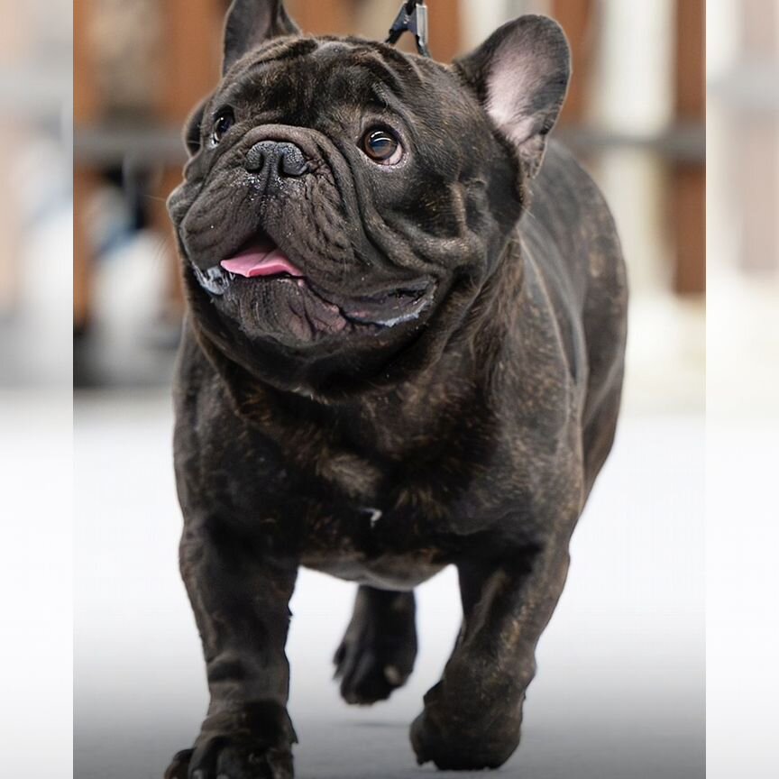Французский бульдог, взрослый пёс