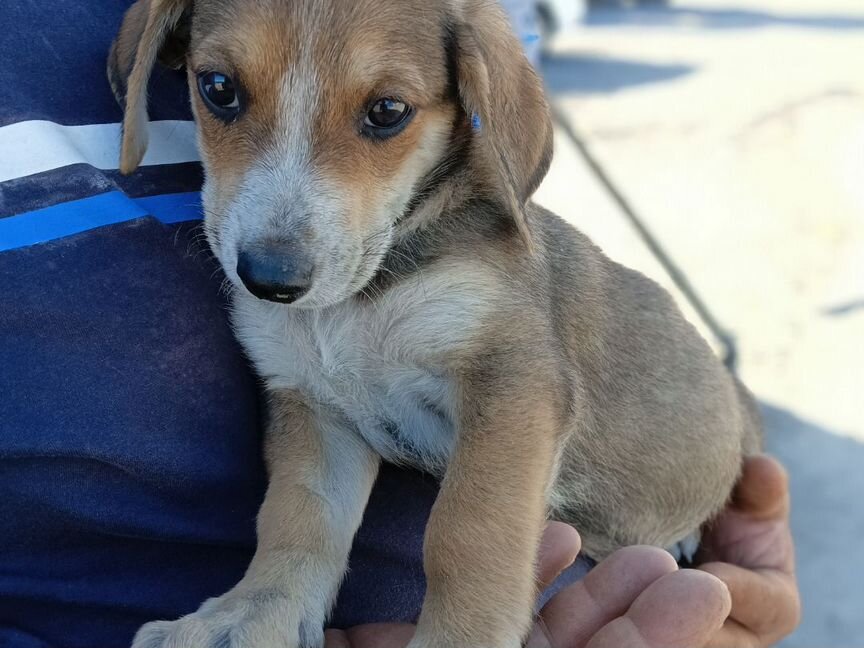 Щенок девочка в добрые руки